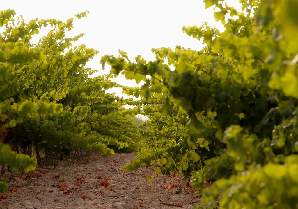 Moscatel de Alicante - Tesoro del Mediterráneo